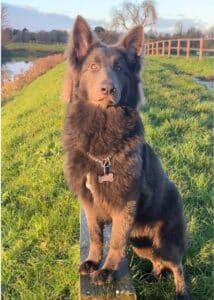 Blue German Shepherds: Pictures, Price & Traits