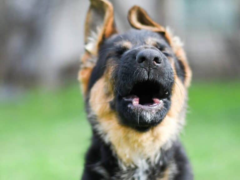 10 Reasons German Shepherds Whine So Much & How To Stop It