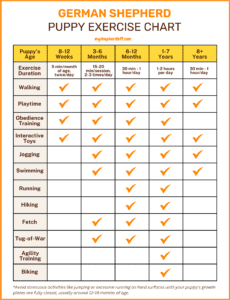 How Much Exercise Does a German Shepherd Need? (Chart Included)