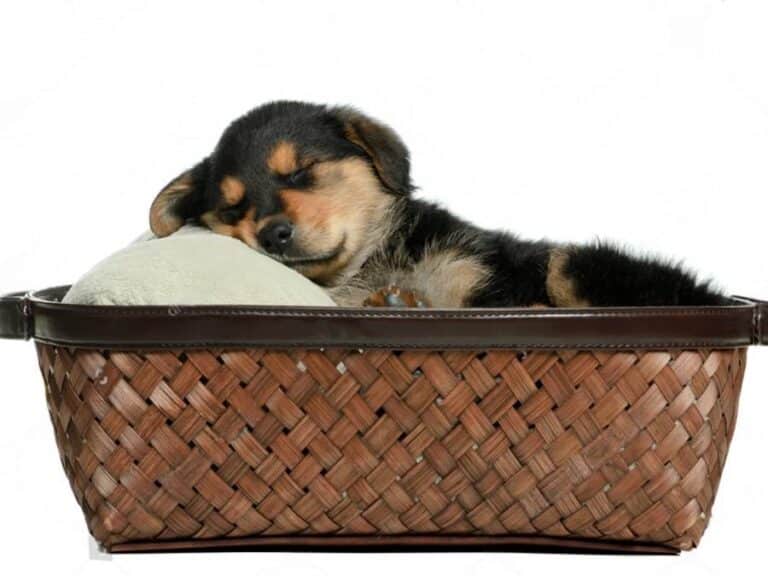 German Shepherd Sleep Habits From Puppyhood to Senior Years