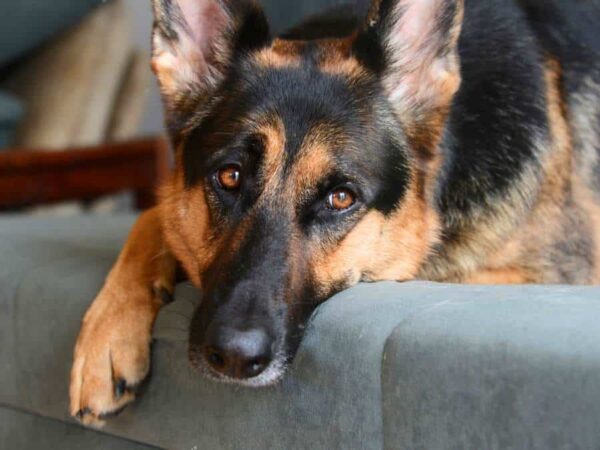 How I Fixed My German Shepherd's Separation Anxiety