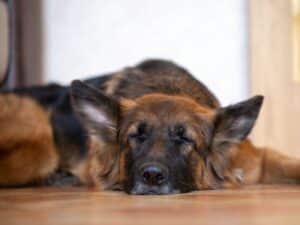 German Shepherd Sleep Habits From Puppyhood to Senior Years
