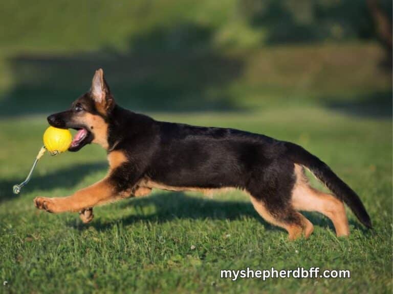 How Much Exercise Does a German Shepherd Need? (Chart Included)