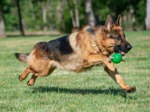 How Much Exercise Does a German Shepherd Need? (Chart Included)