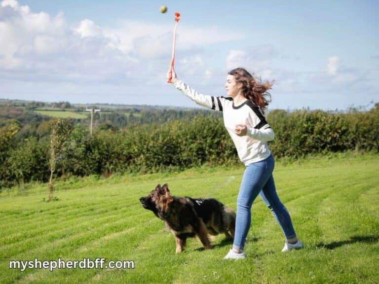 How Much Exercise Does a German Shepherd Need? (Chart Included)