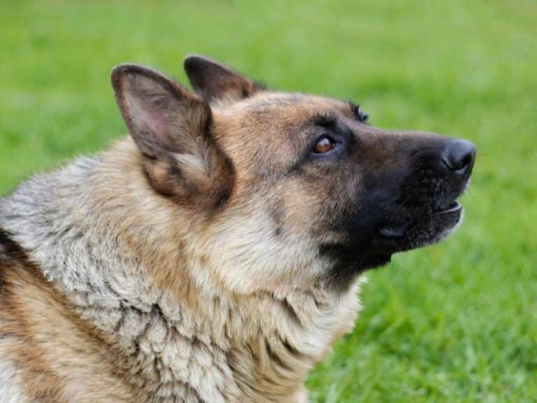 10 Reasons German Shepherds Whine So Much & How To Stop It