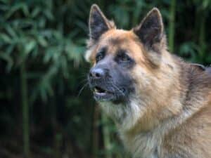 10 Reasons German Shepherds Whine So Much & How To Stop It