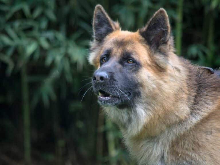 10 Reasons German Shepherds Whine So Much & How To Stop It