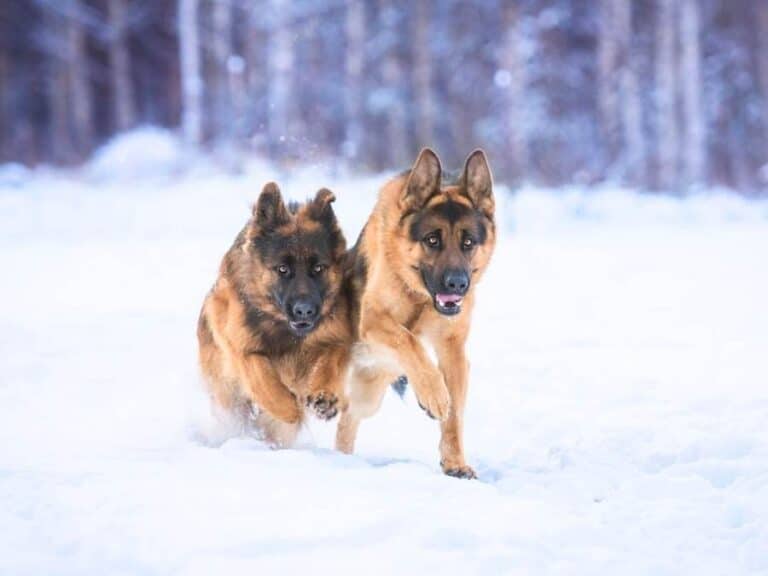 DDR vs Czech vs West German Shepherd: Working Line Dogs