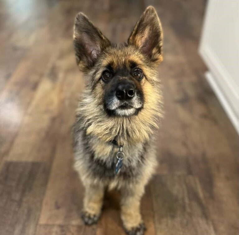 Dwarf German Shepherd: Pictures, Traits & Price