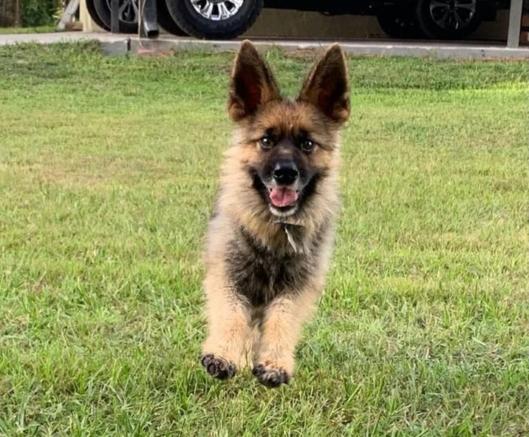 Dwarf German Shepherd: Pictures, Traits & Price