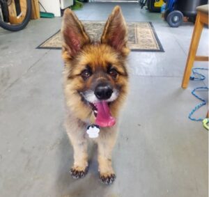 Dwarf German Shepherd: Pictures, Traits & Price