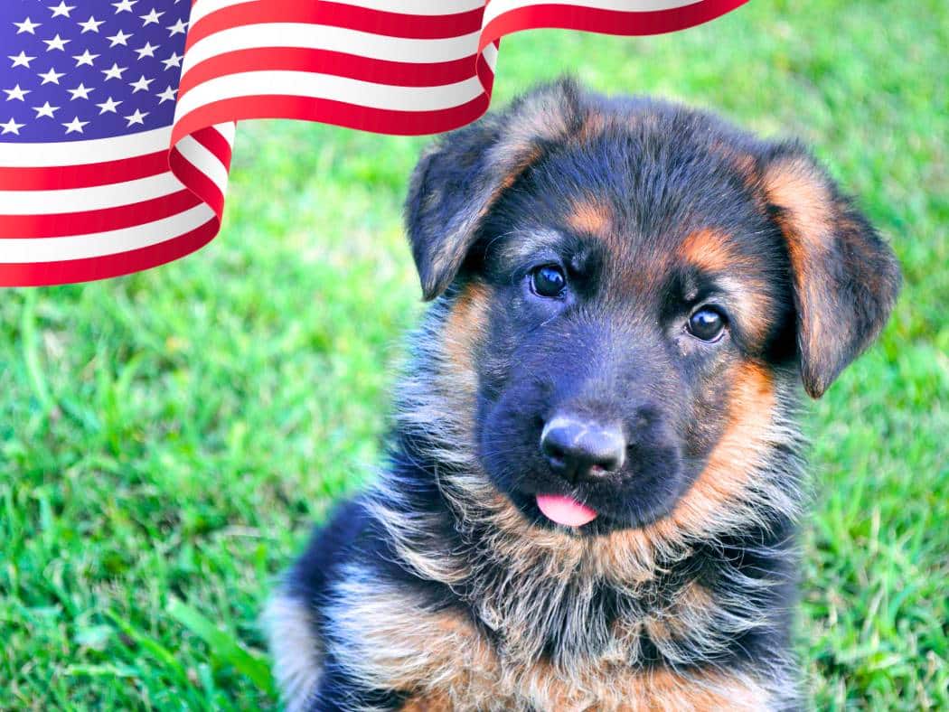 How Much is a German Shepherd Puppy in the USA? [2025]