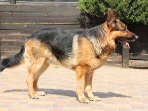 DDR vs Czech vs West German Shepherd: Working Line Dogs