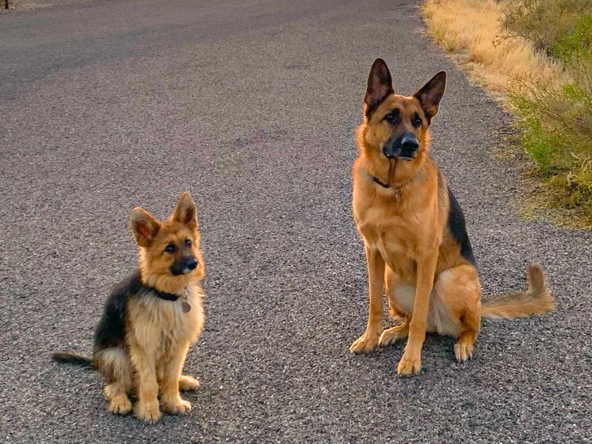 Dwarf German Shepherd: Pictures, Traits & Price