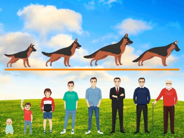 German Shepherd Age in Human Years: Calculator + Chart
