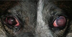 Pannus In German Shepherds Symptoms And Treatment Pannus In German Shepherds Symptoms And Treatment