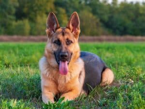 German Shepherd Age in Human Years: Calculator + Chart