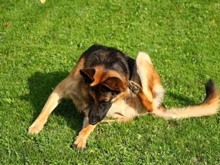 How To Treat German Shepherd Ear Infection at Home