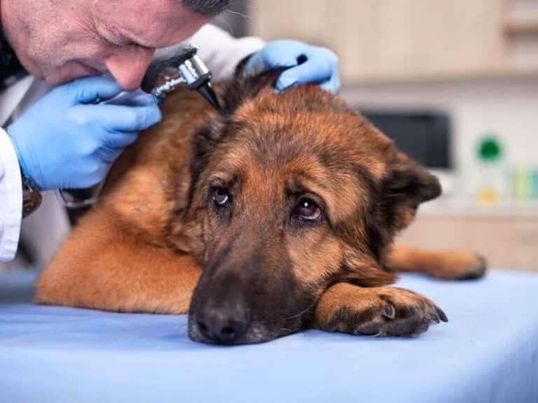 How To Treat German Shepherd Ear Infection at Home