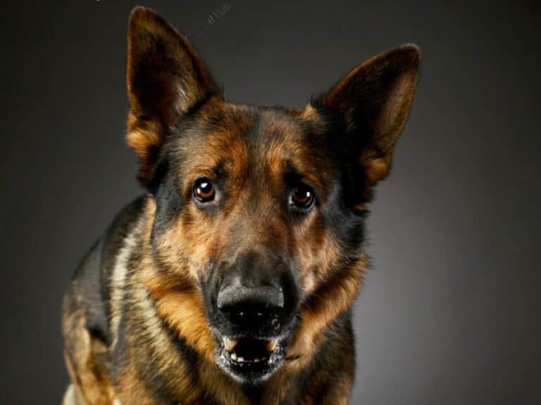 Why Does My German Shepherd Have Red Eyes? 13 Reasons