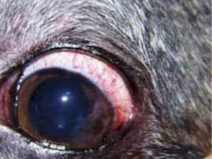 Pannus in German Shepherds: Symptoms and Treatment