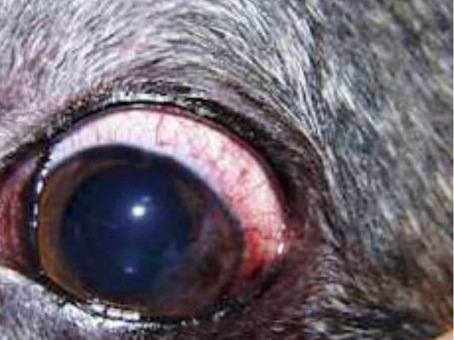 Pannus In German Shepherds Symptoms And Treatment Pannus In German Shepherds Symptoms And Treatment