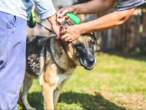 How To Treat German Shepherd Ear Infection at Home