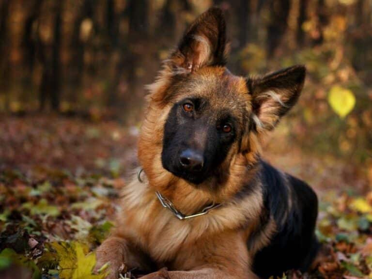 Pannus in German Shepherds: Symptoms and Treatment