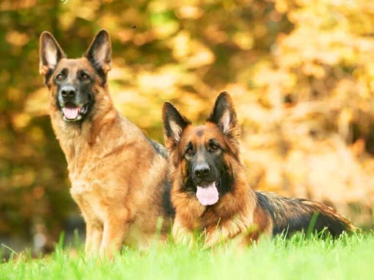 Key Differences Between Male and Female German Shepherd