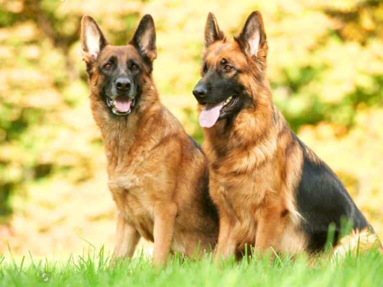 Key Differences Between Male and Female German Shepherd