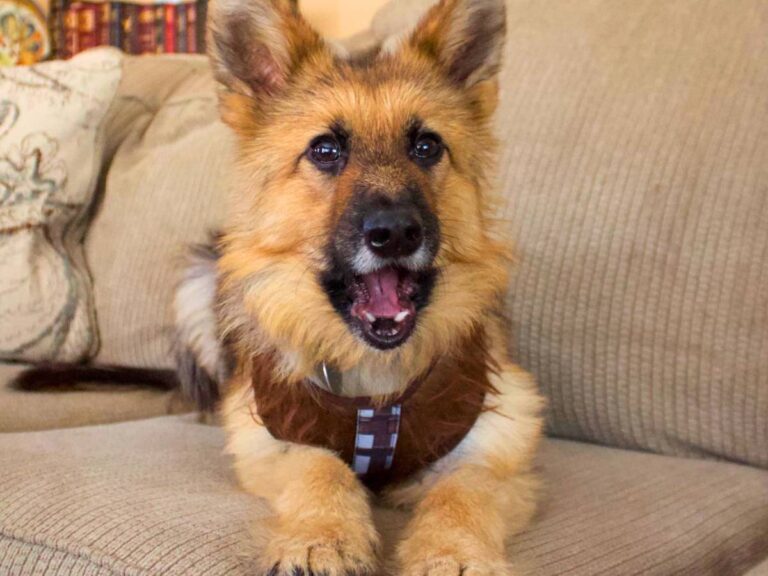 Dwarf German Shepherd: Pictures, Traits & Price