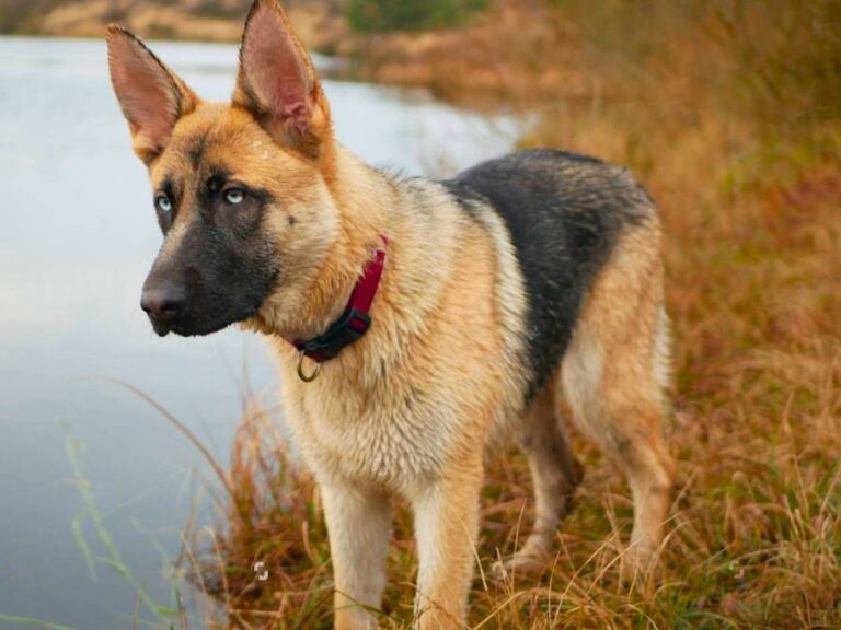 Blue-Eyed German Shepherd: How & Where to Buy Them