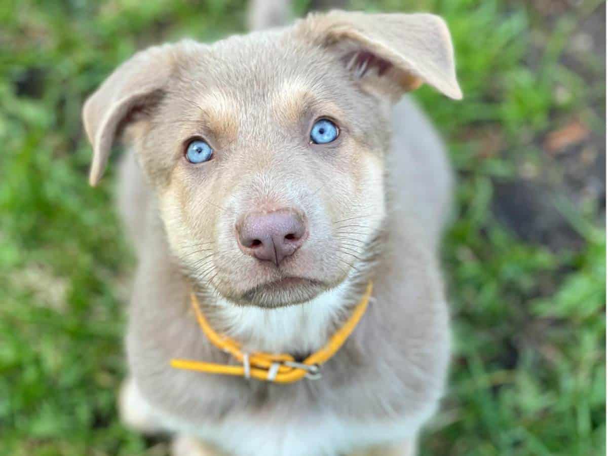 German Shepherd Eye Color: From Brown to Blue