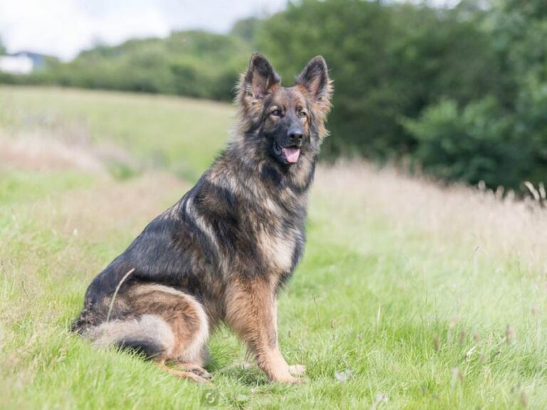 Sable German Shepherds vs Classic: Price, Traits & More