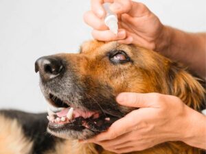 Common German Shepherd Eye Problems: Signs & Treatment