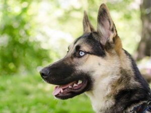 Blue-Eyed German Shepherd: How & Where to Buy Them
