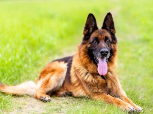 Home [myshepherdbff.com]