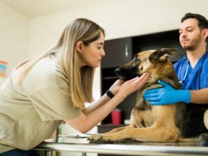 Common German Shepherd Eye Problems: Signs & Treatment