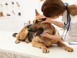 Common German Shepherd Eye Problems: Signs & Treatment