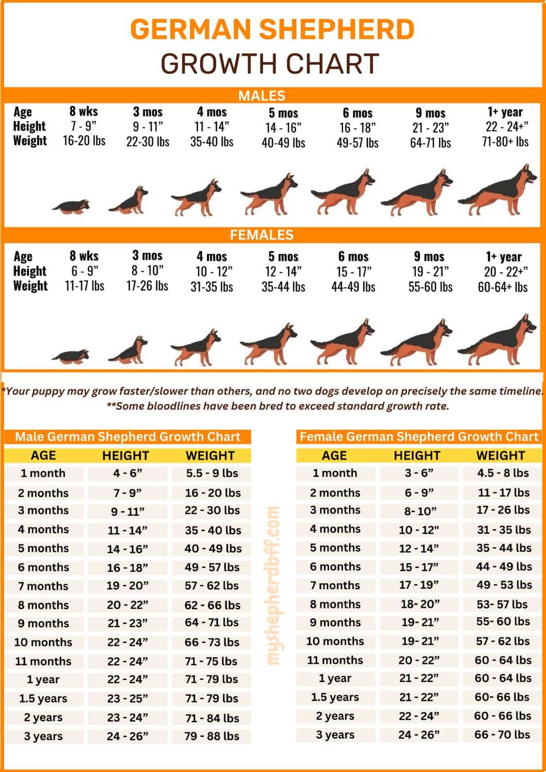 13 Week Old German Shepherd: Size, Training, Feeding & More