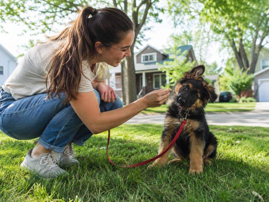 The Best German Shepherd Puppy Schedule by Age (Daily Routine Guide)